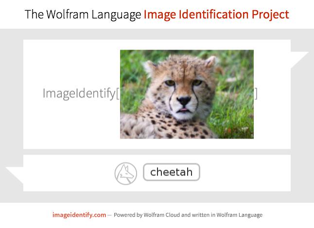 cheetah | The Wolfram Language Image Identification Project